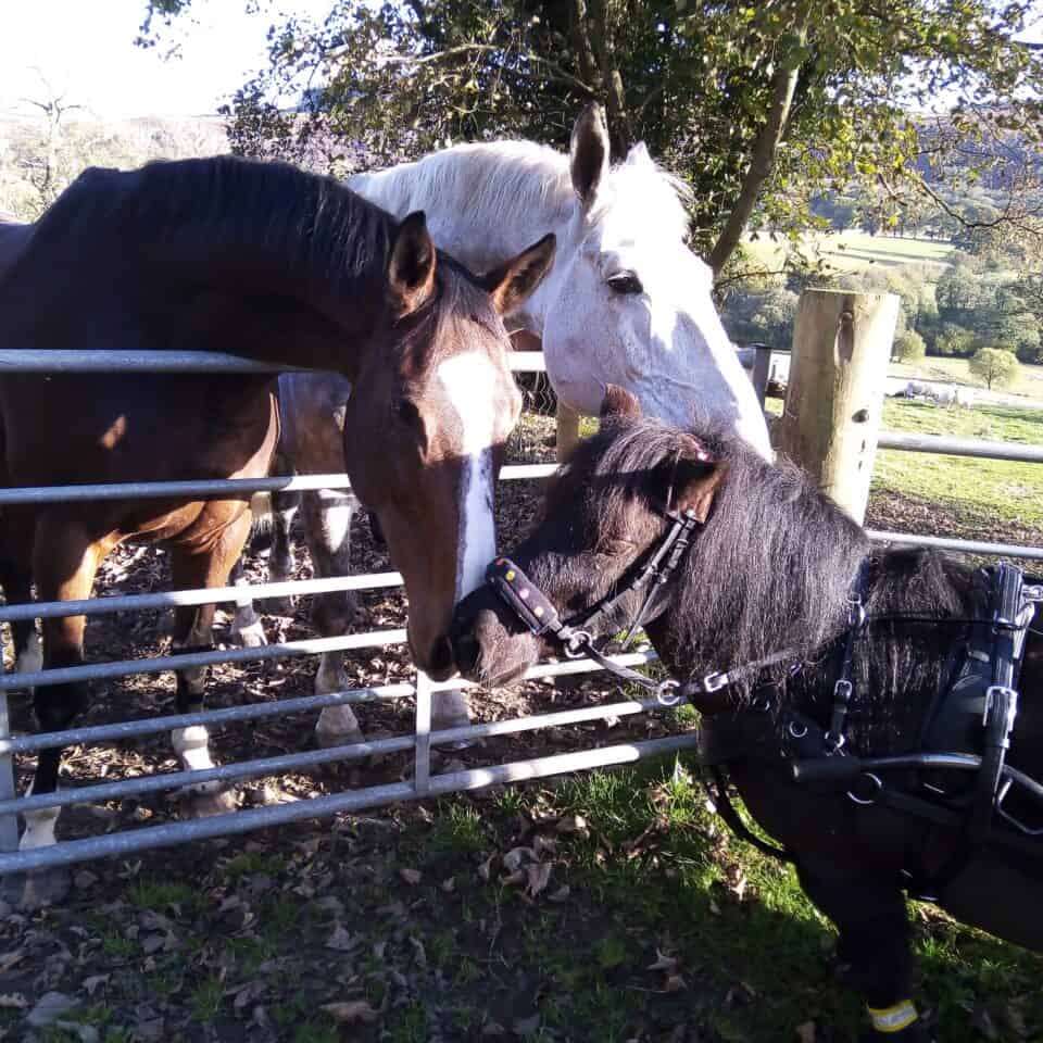 The Area – Ty Gwyn Farm