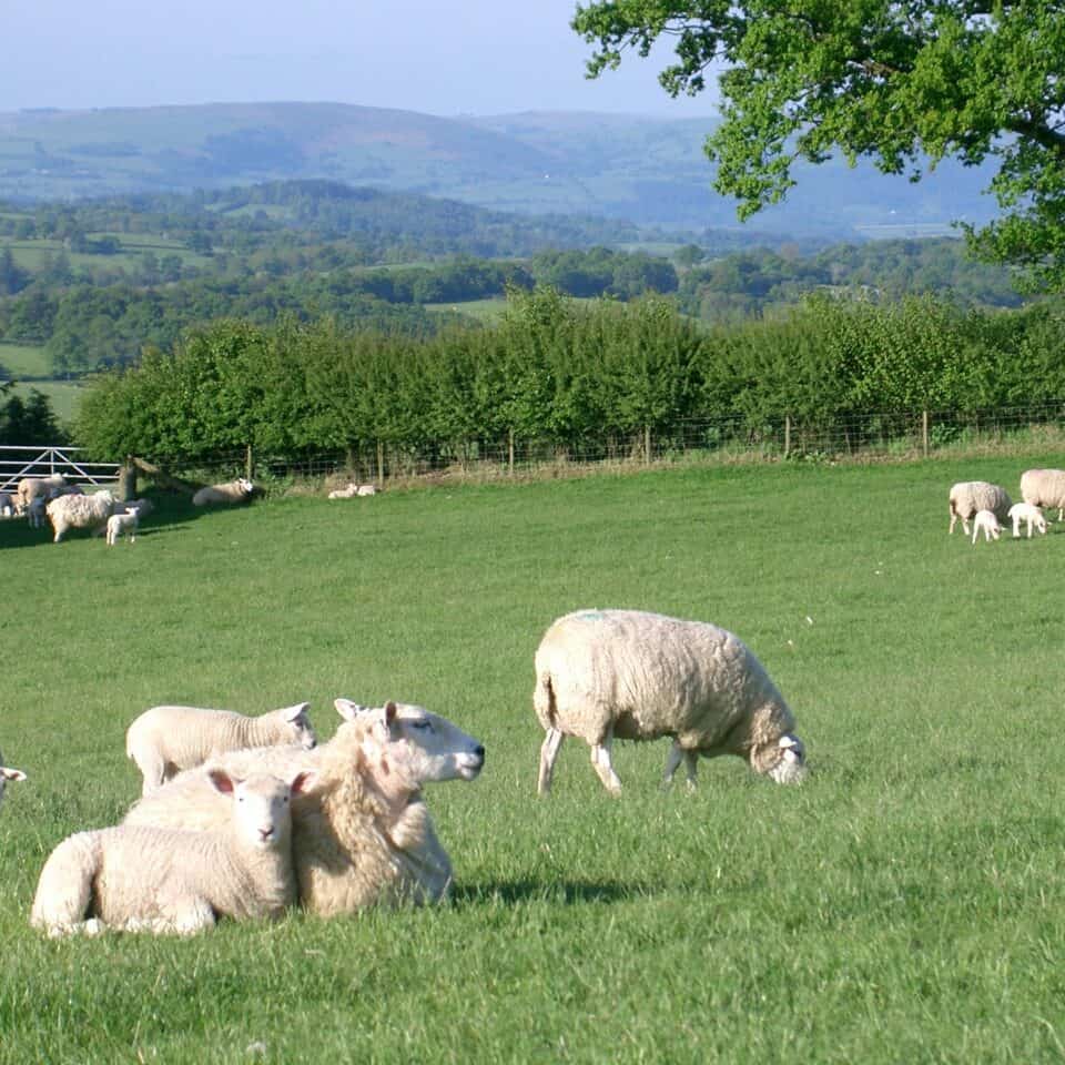 The Area – Ty Gwyn Farm